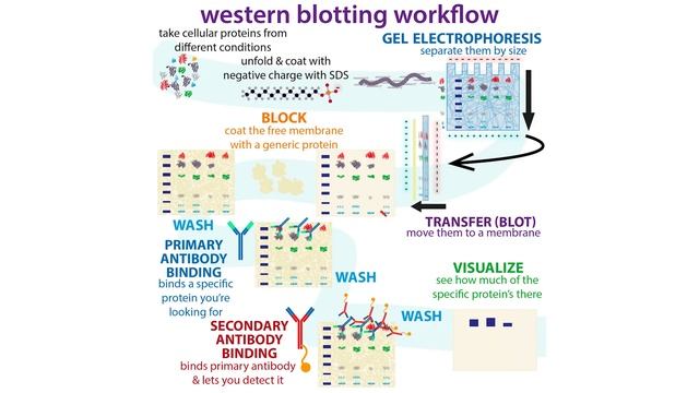 Western blot workflow - theory & practice – смотреть онлайн видео от ...