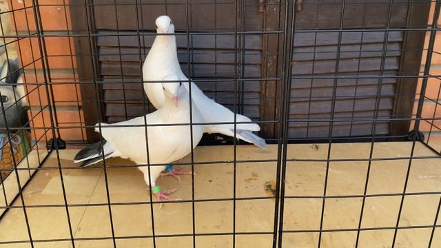 Бакинские голуби ?️ старапородные24-10-2023