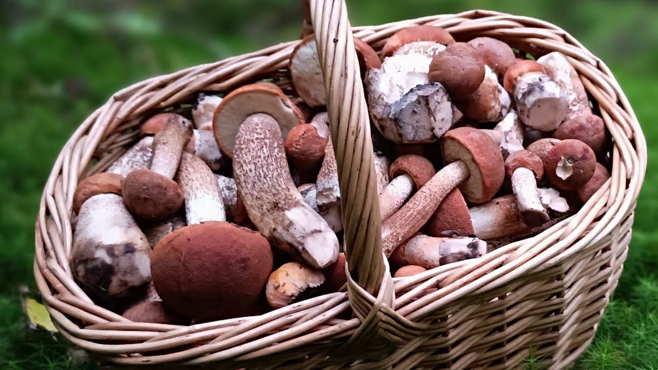 Подосиновый рай. Грибы тут растут по всему лесу!