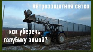 Голубика зимой. Ветрозащитная сетка.