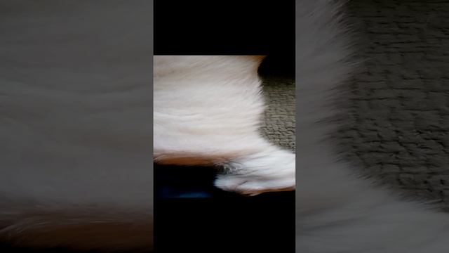 Повальный сон котят после дождичка