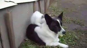 СМОТРЕТЬ ВСЕМ!!КОШКА ДЕЛАЕТ МАССАЖ СОБАКЕ