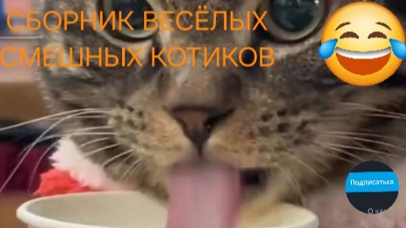 Новые смешные котики! | КОТЯРА