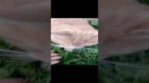 VID_20230617_200453_407.mp4
