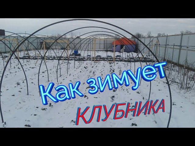 Зимовка клубники на даче