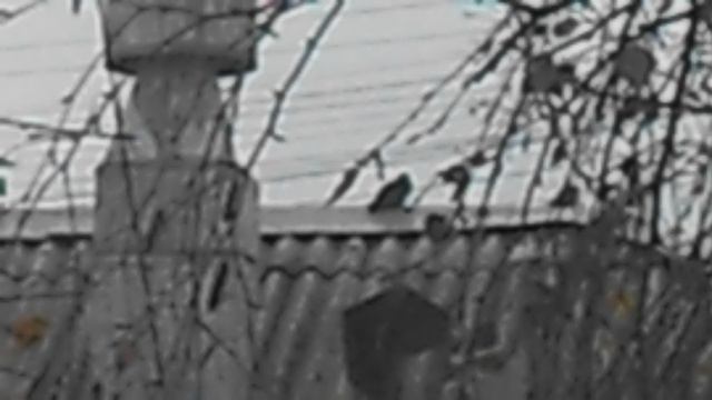 Голубь на крыше 5454842454 DSCN4912