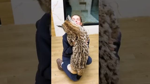 Реакция дикой рыси на незнакомого человека ?.mp4