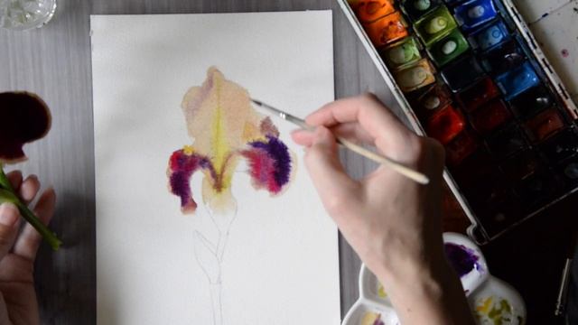 Этюд ириса. Акварель.