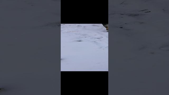 пёс туман