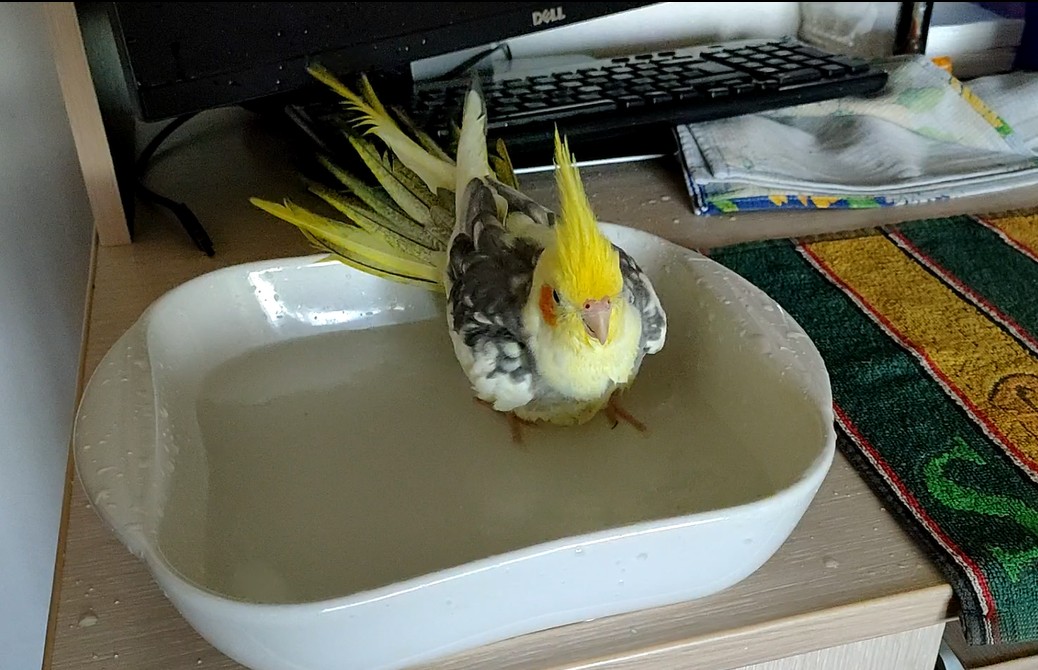 Купание Тоши...