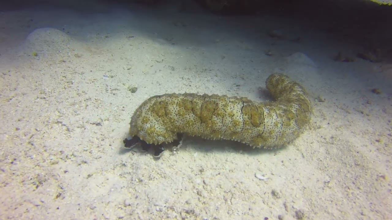 Стихопус клубенчатый