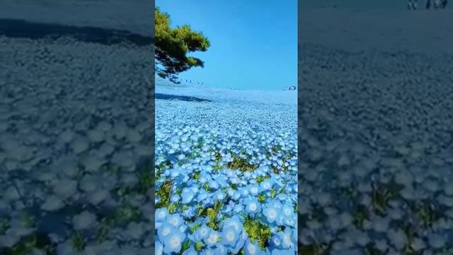Птички пают