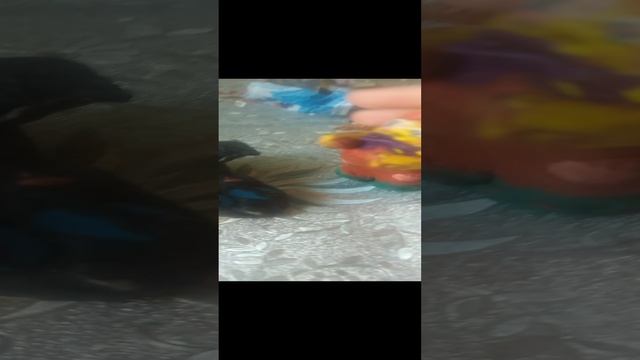 VID_20230109_115800.mp4