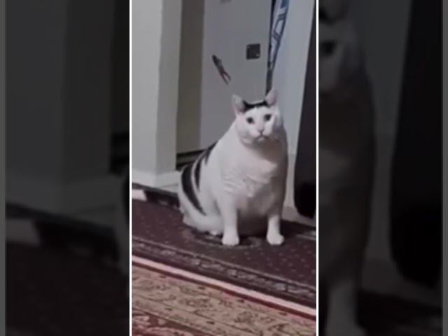 Кот