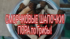 Сморчковые шапочки 4 апреля!  Пора по грибы! #лесные_грибы_на_Кубани