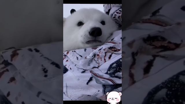 Медведушка