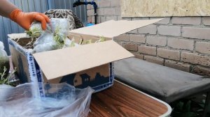 2 - я посылка от коллекционера с флоксами!