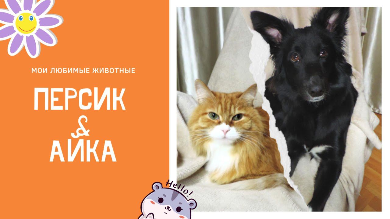 Кот Персик и собака Айка #узнайпропитомца