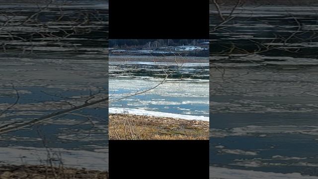 река Лена, 30 октября, шуга#shorts