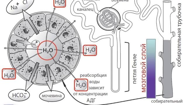 дистальный канал и АДГ (почки 6)