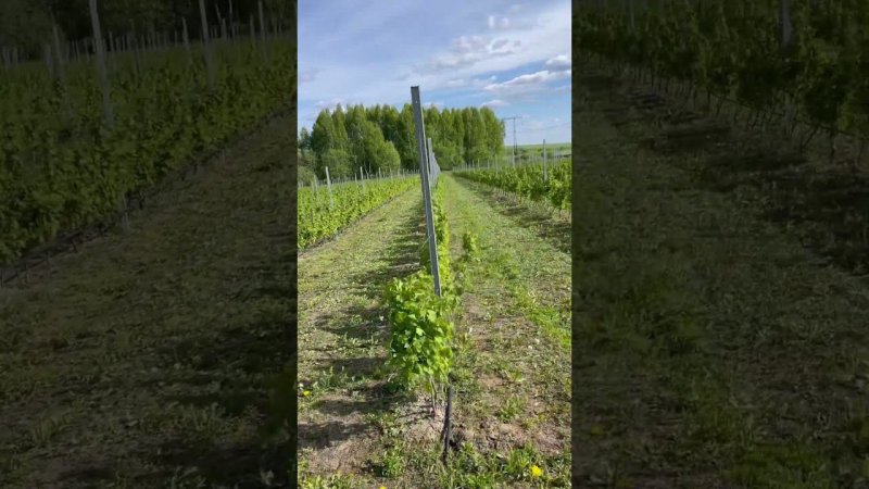 Плантация красной смородины. Redcurrant. #agriculture