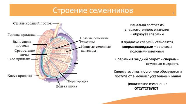 11.3. Мужские половые органы