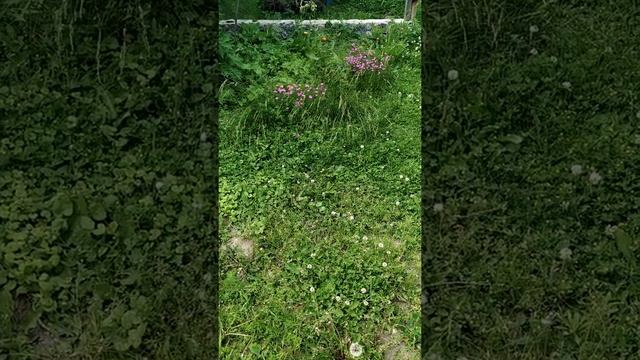 Овсяница зелёная цветет. Festuca pseudodalmatica. Злаки в саду.