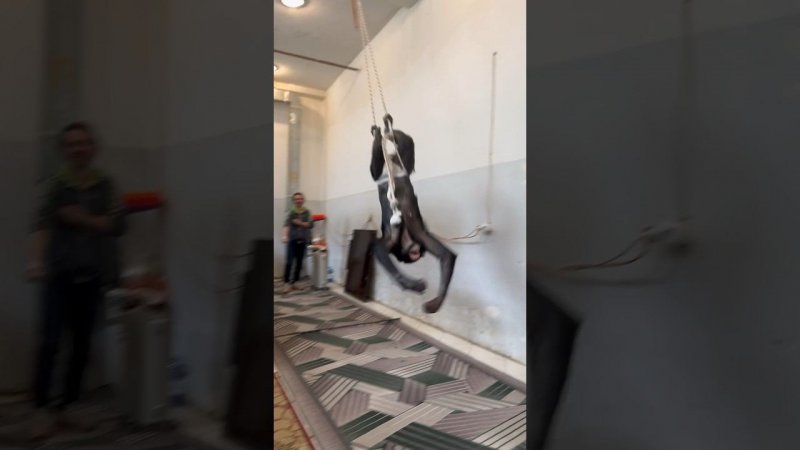 Завёл обезьяну! Самое весёлое животное на земле - шимпанзе