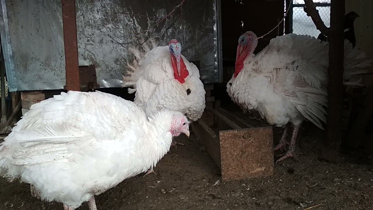 Обзор индюков Хайбрид Конвертер.