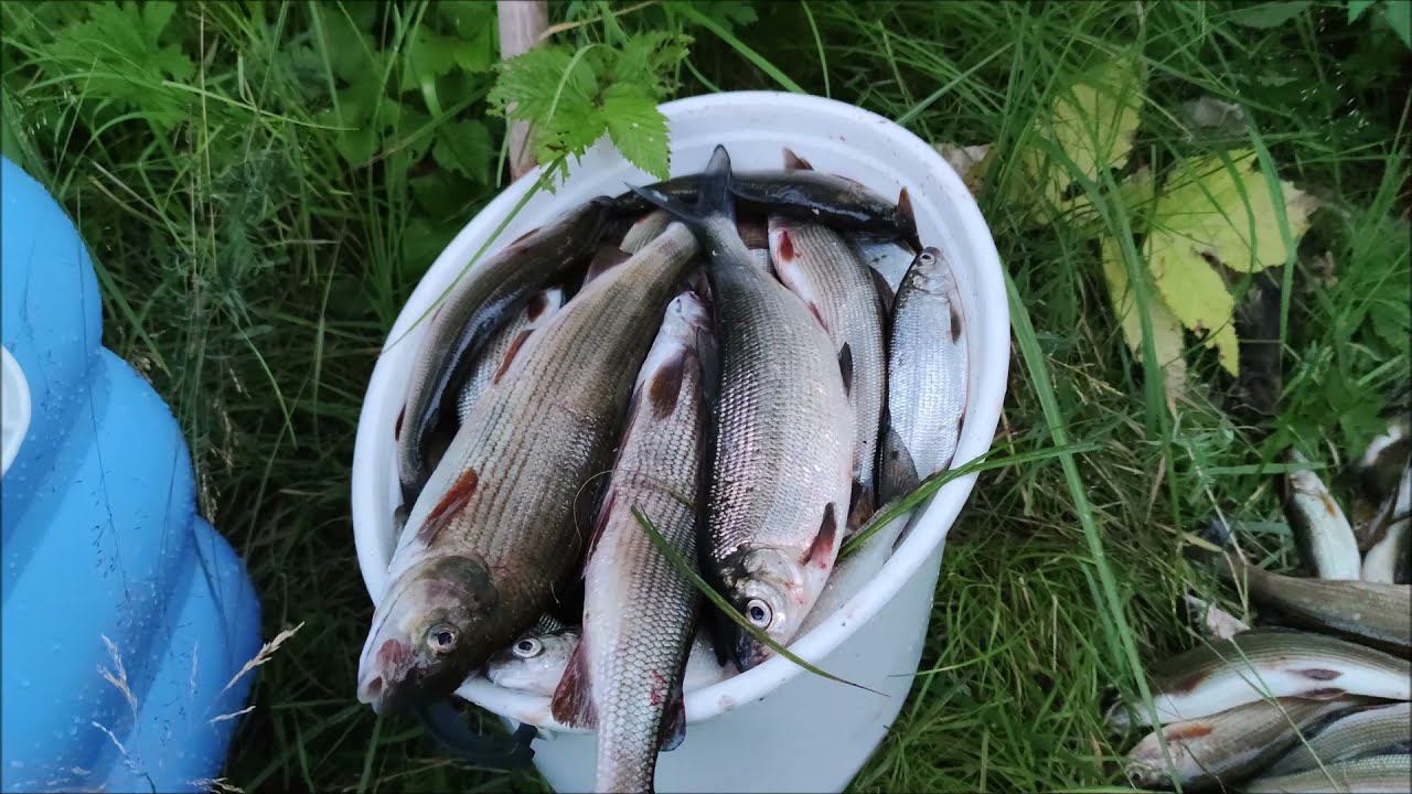 рыбалка на реке  Емца Архангельской области июль 2021