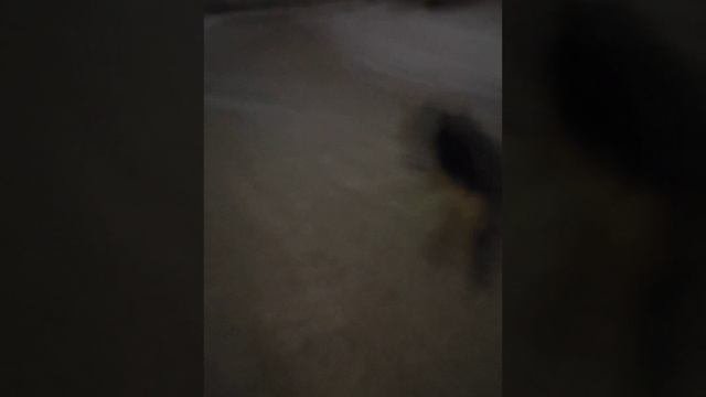 Пробежка с Бато.