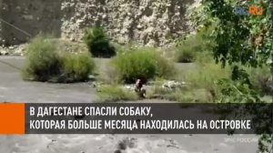 В Дагестане спасли собаку, которая больше месяца находилась на островке