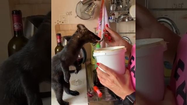 Excited Sable Tastes Honey For The First Time