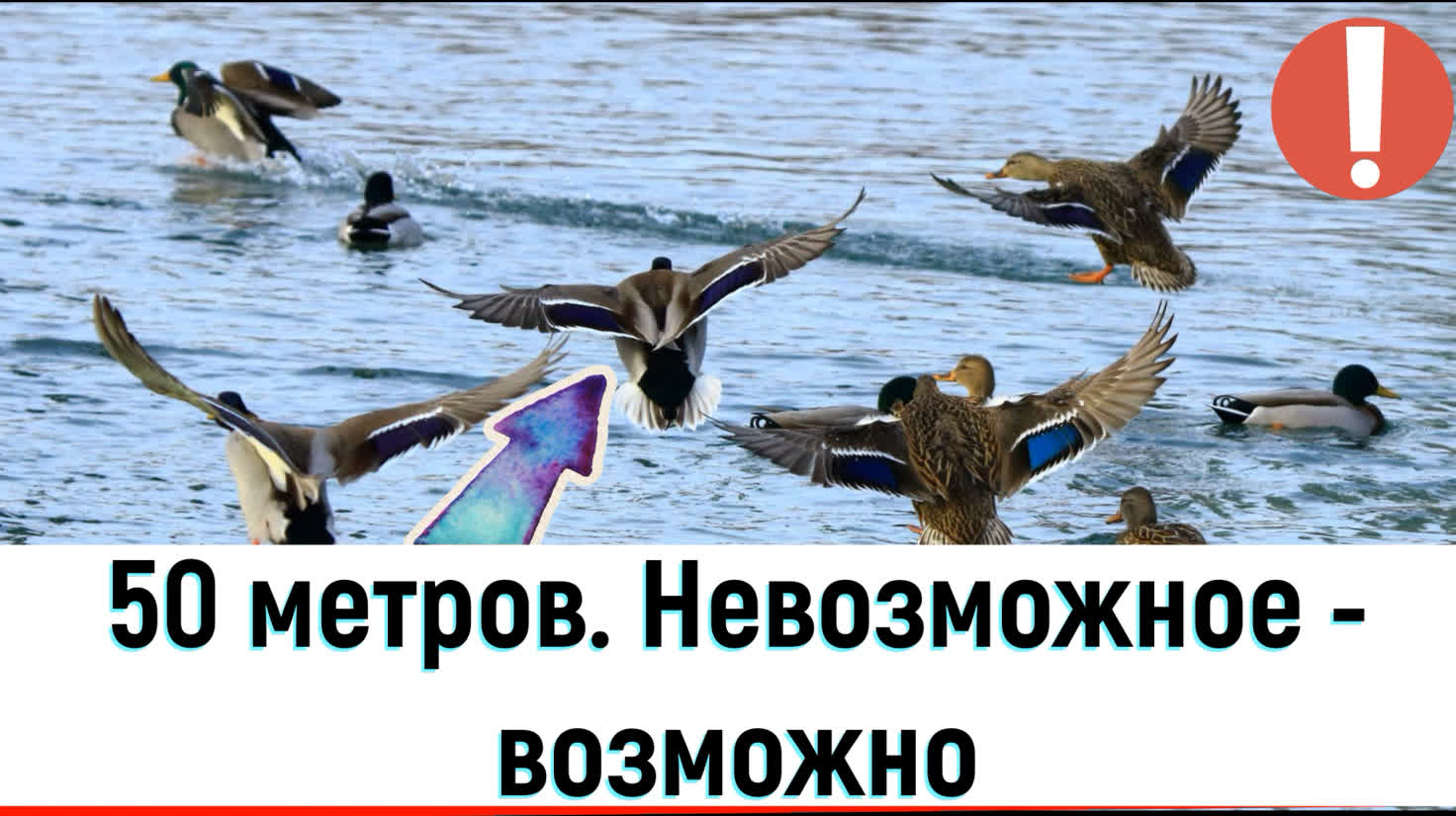 Охота на утку на болоте. Охота на утку с подхода. Дистанция добычи поражает. Патроны работают на 5+
