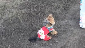 Собака Йорк поет