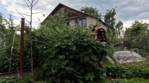 Жимолость