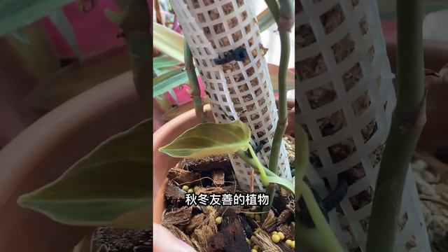 #雨林植物 #觀葉植物 #蔓綠絨#絨葉#Philodendron #melanochrysum