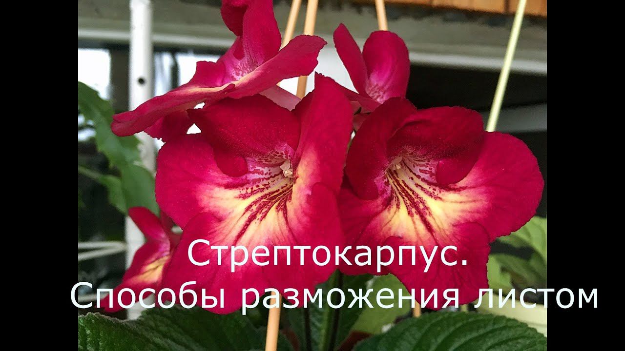 Стрептокарпус. Способы размножения листом.