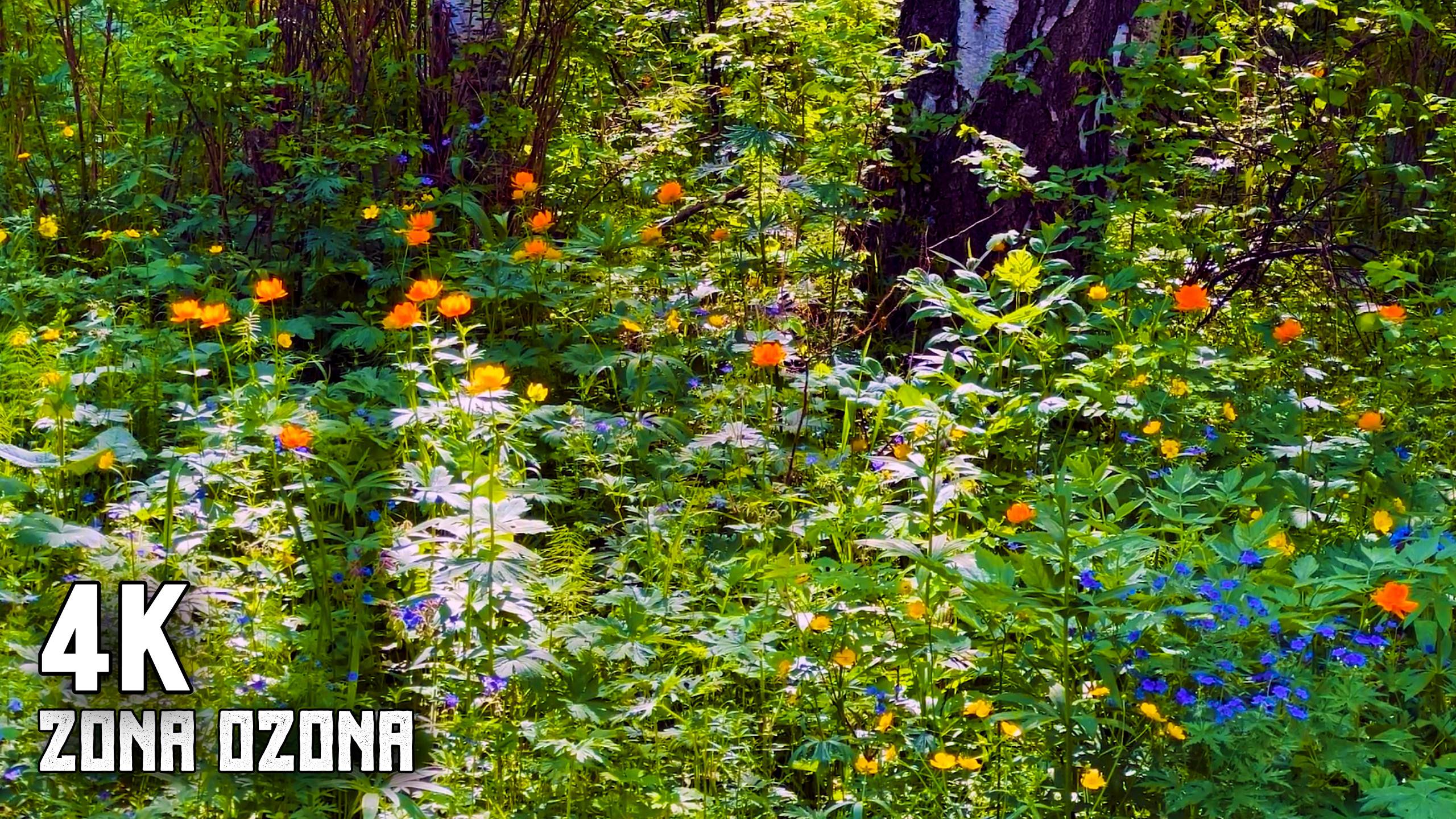 Птицы поют в цветущем лесу