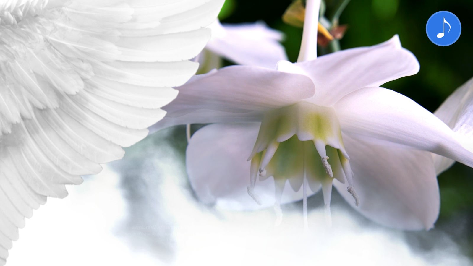 Эухарис / Eucharis (Амазонская Лилия)