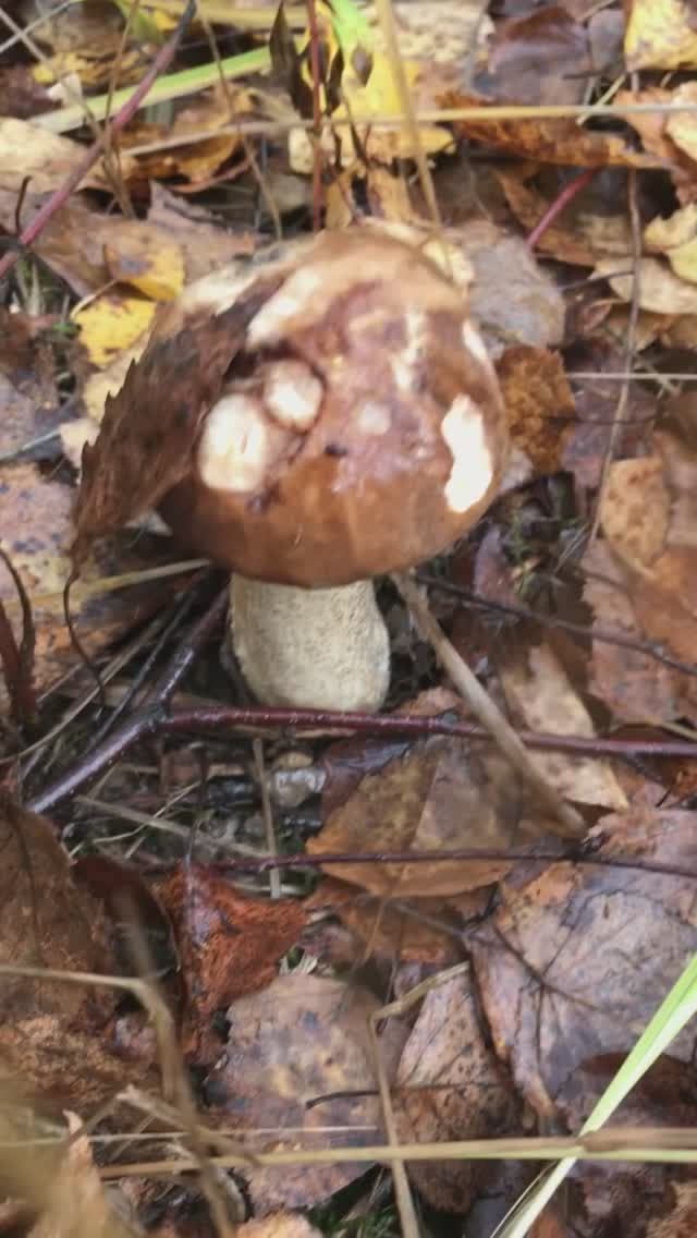 Шикарный ПОДБЕРЁЗОВИК