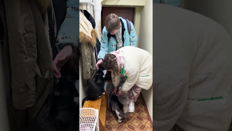 Поездка в кошачий приют в день кошек - Аéза