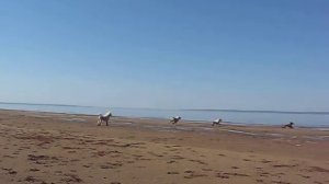 Большие пудели