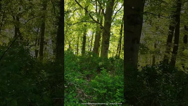 May 10, 2023 птицы в городском парке в майский солнечный день