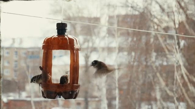 Накормите птиц зимой.mp4
