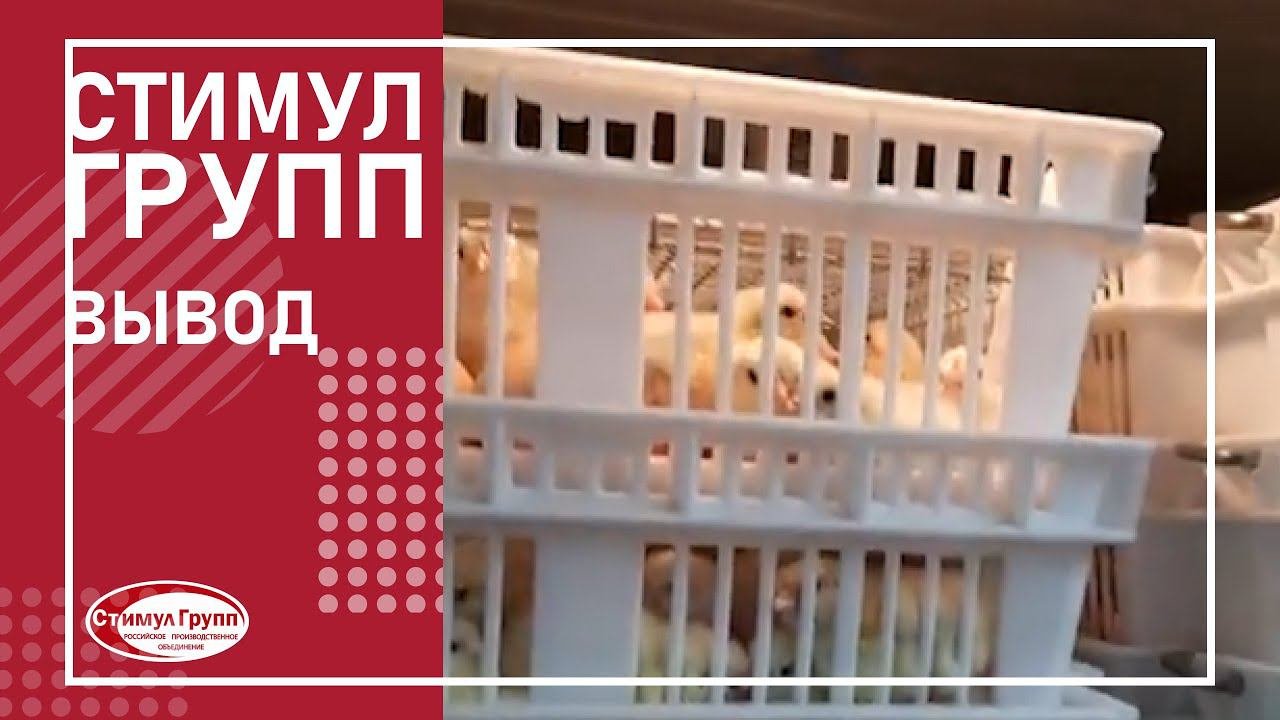 Выводной день Стимул Инк 2