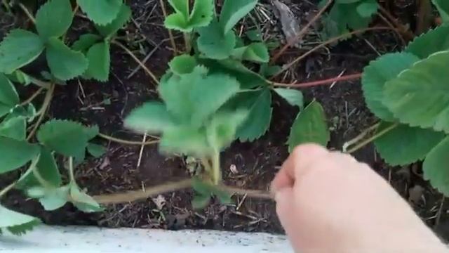 .Как набрать  посадочный материал  клубники