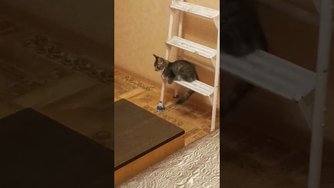 #Мурзик..