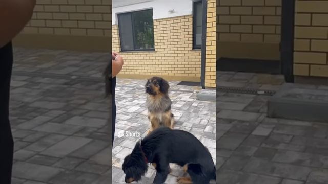 Профилактика арахно-энтомозов с помощью Бравекто #банхар, #алабаи, #овчарка, #хотошо, #собаки