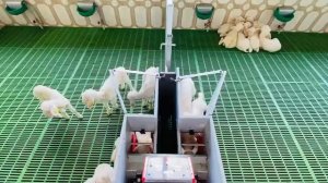 КормоМама для ягнят Alma Pro L